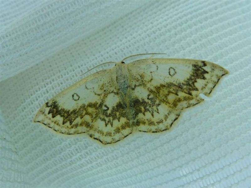 Moths - Basildon Natural History Society
