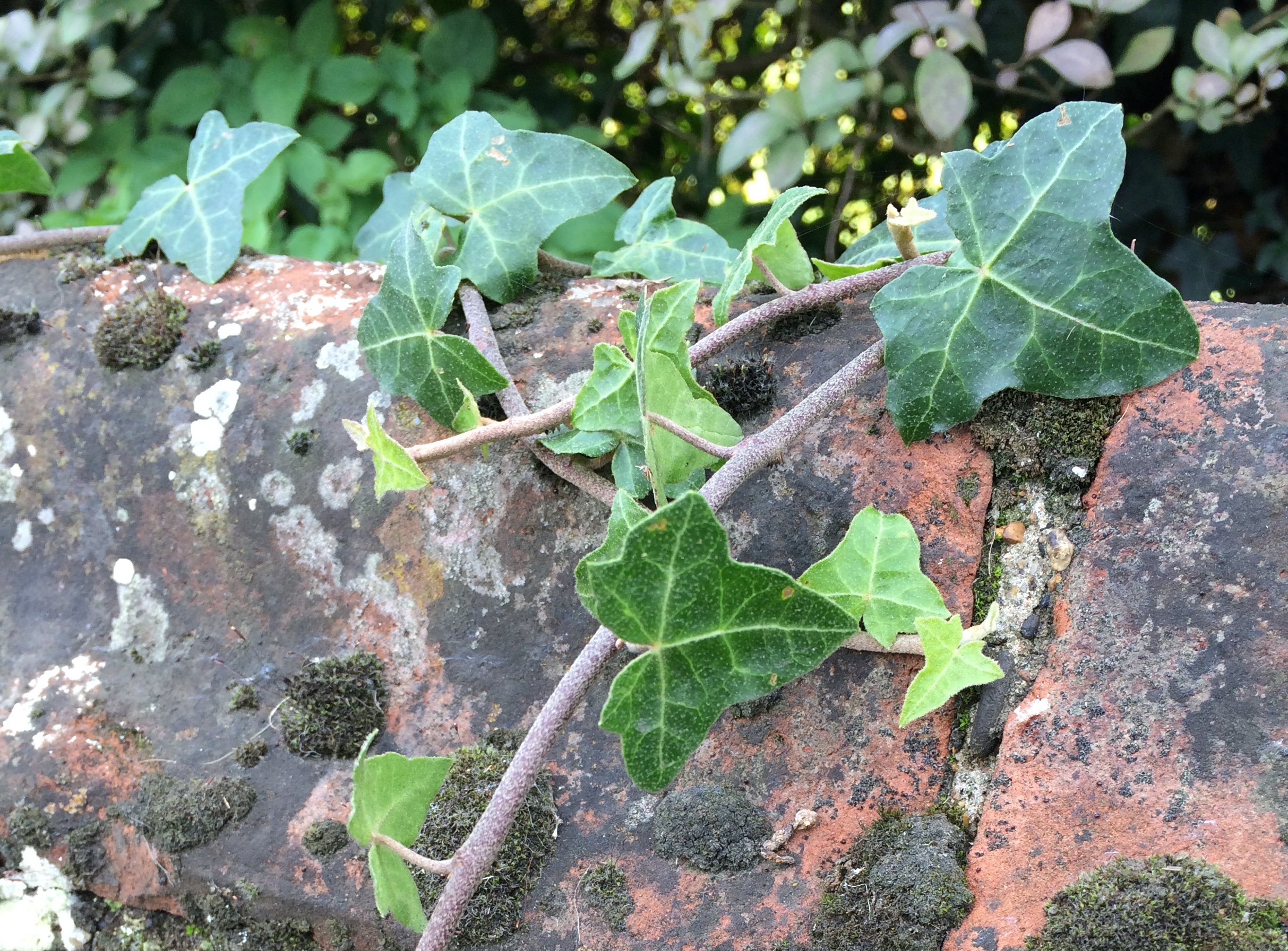 Ivy is Good for Wildlife - Basildon Natural History Society
