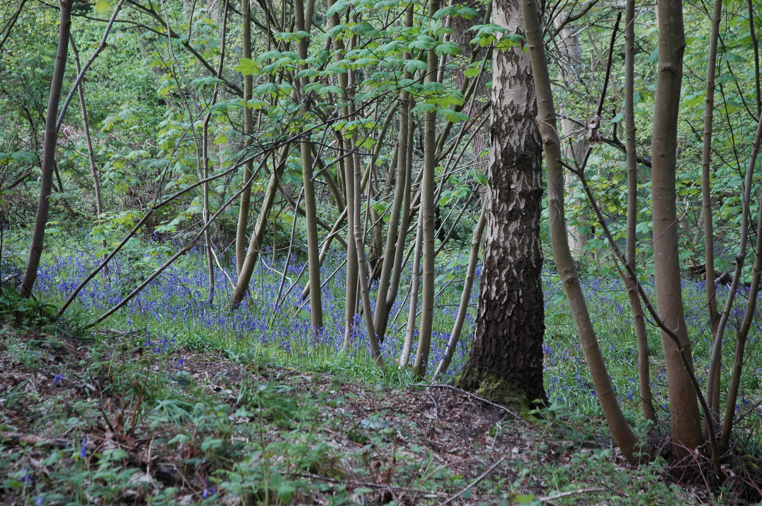 Bluebell Walk and Other Items - Basildon Natural History Society