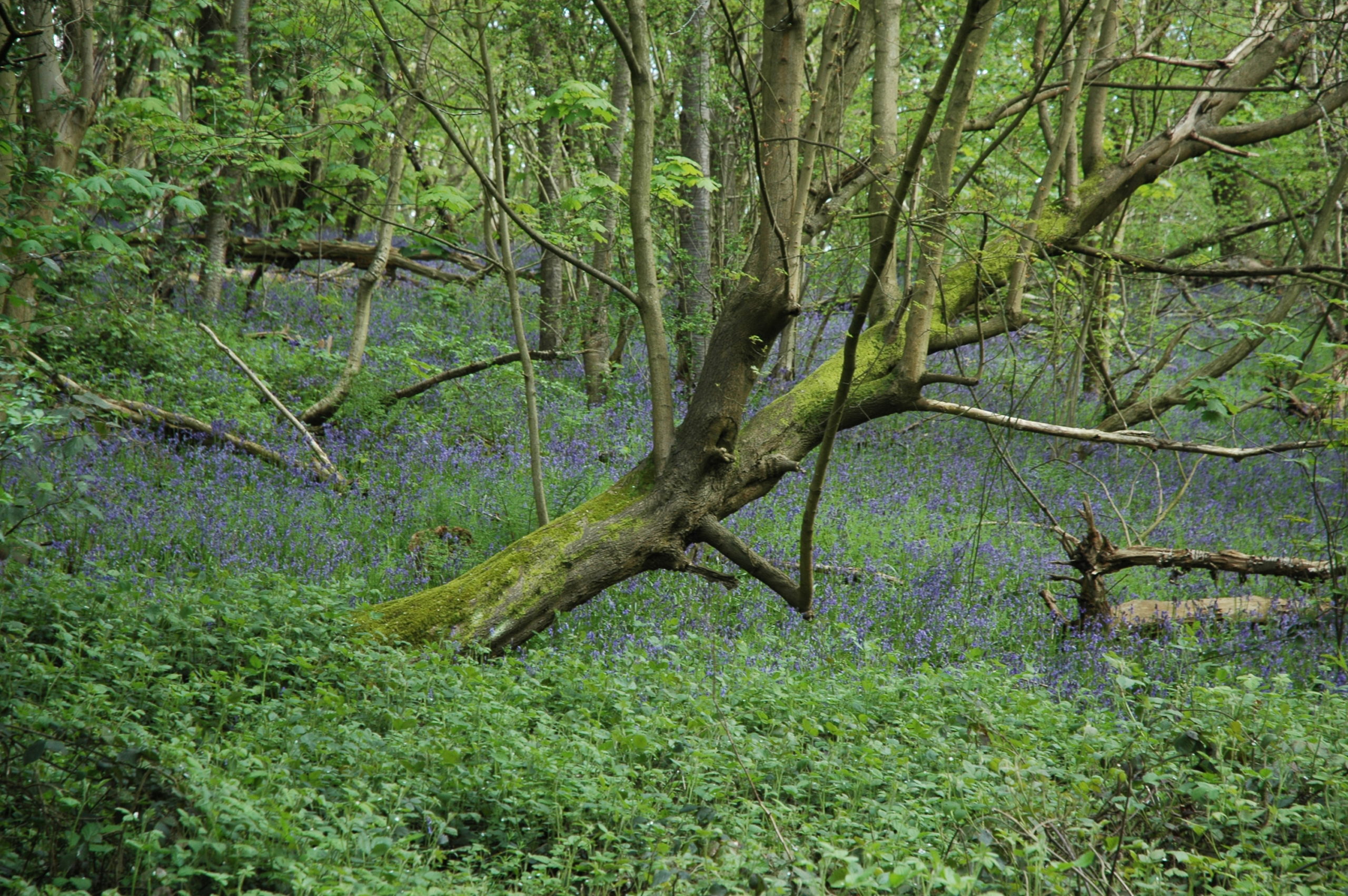 Bluebell Walk and Other Items - Basildon Natural History Society