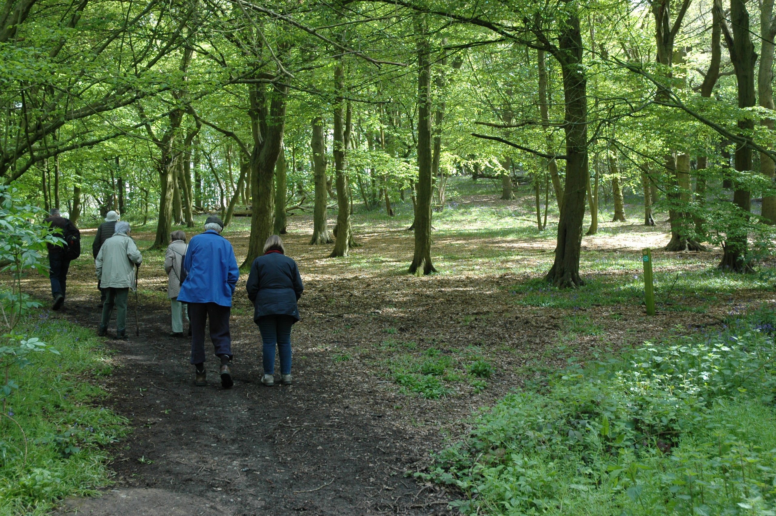 Bluebell Walk and Other Items - Basildon Natural History Society